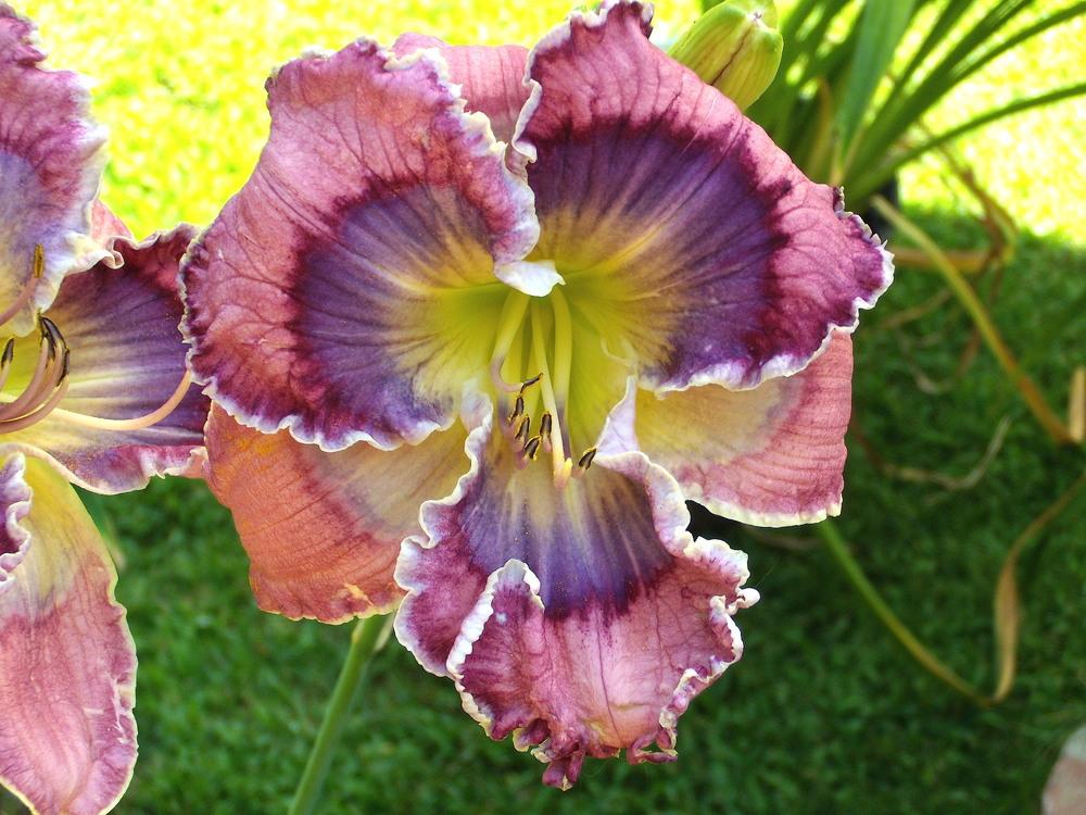 Photo of the bloom of Daylily (Hemerocallis 'Ocean Lotus') posted by ...