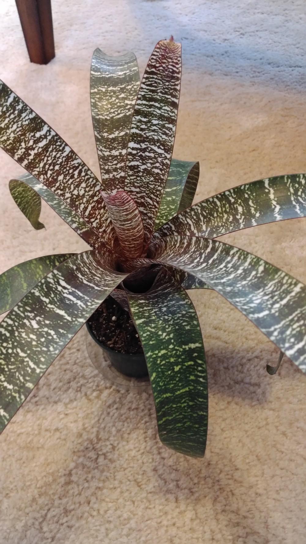 Bromeliad (Vriesea fosteriana 'Red Chestnut') - Garden.org