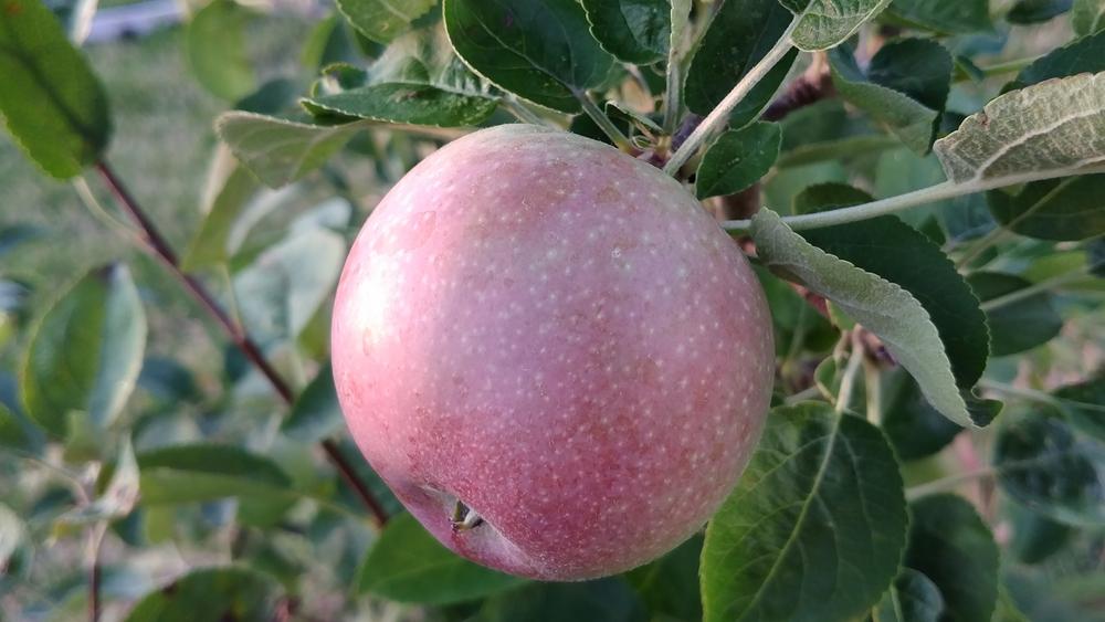 Apple (Malus domestica 'McIntosh') in the Apples Database - Garden.org