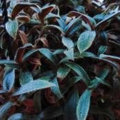 Teddy Bear Vine (Cyanotis beddomei) - Garden.org