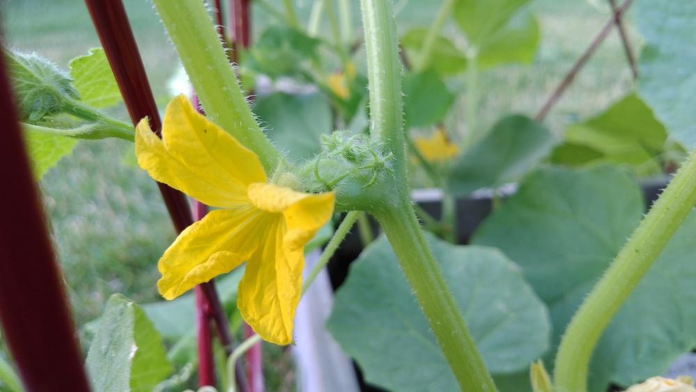 Cucumbers: Plant Care and Collection of Varieties - Garden.org