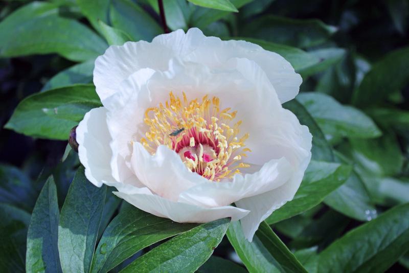 Peony (Paeonia 'Early Glow') in the Peonies Database - Garden.org