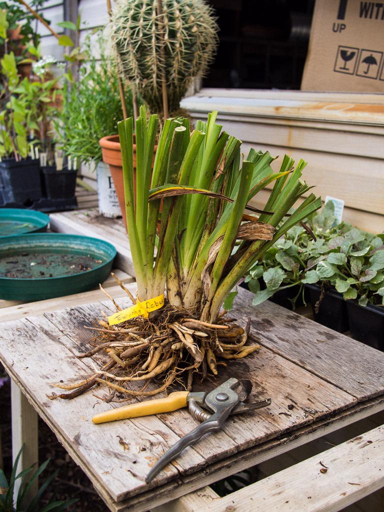 Tall Daylilies from Ogden Station Daylilies in the Daylilies forum ...