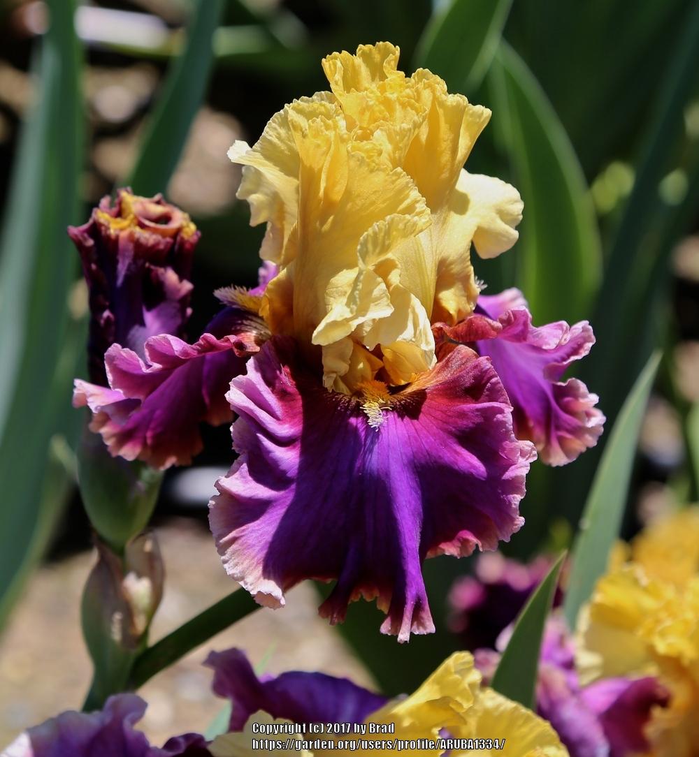 Tall Bearded Iris (Iris 'Color Fling') in the Irises Database - Garden.org