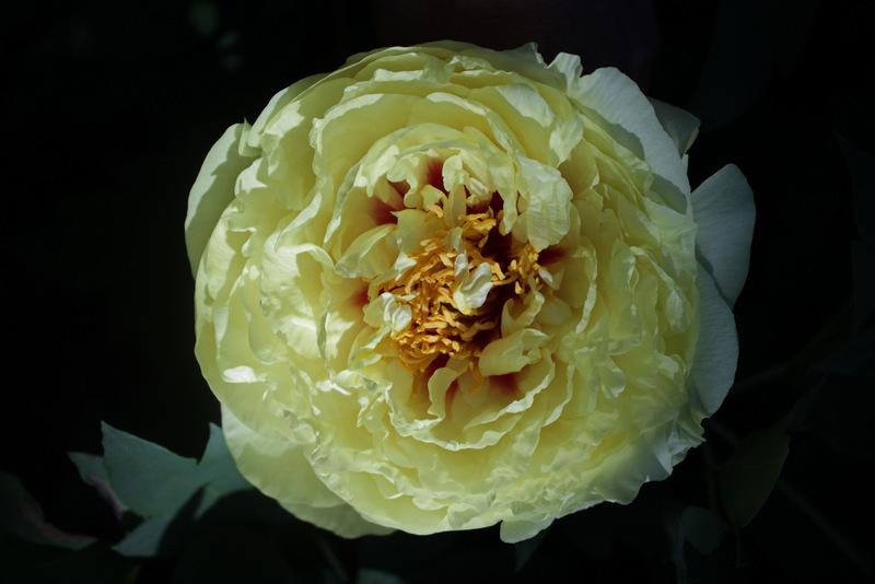 Photo of the bloom of Tree Peony (Paeonia 'Alice Harding') posted by ...