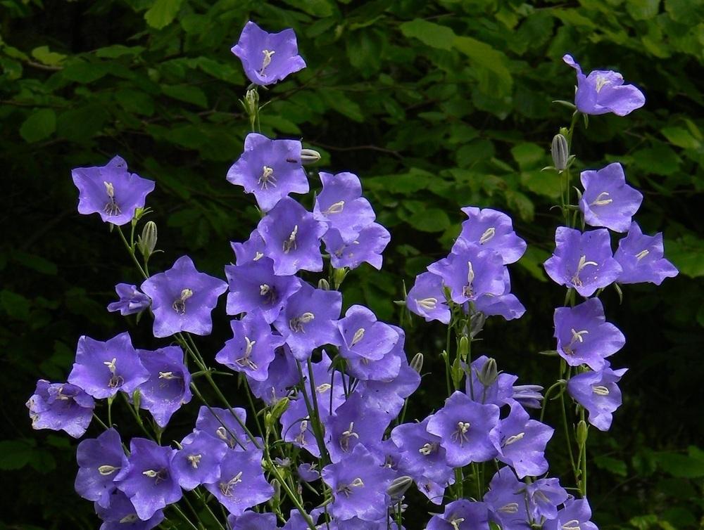 Photo of the bloom of Peach-Leaf Bellflower (Campanula persicifolia ...