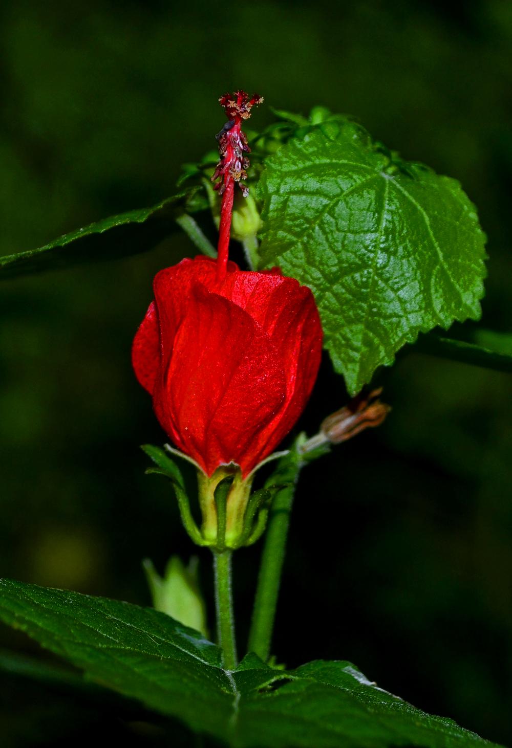 Photo of the bloom of Turk's Cap (Malvaviscus arboreus var. drummondii) posted by dawiz1753 ...