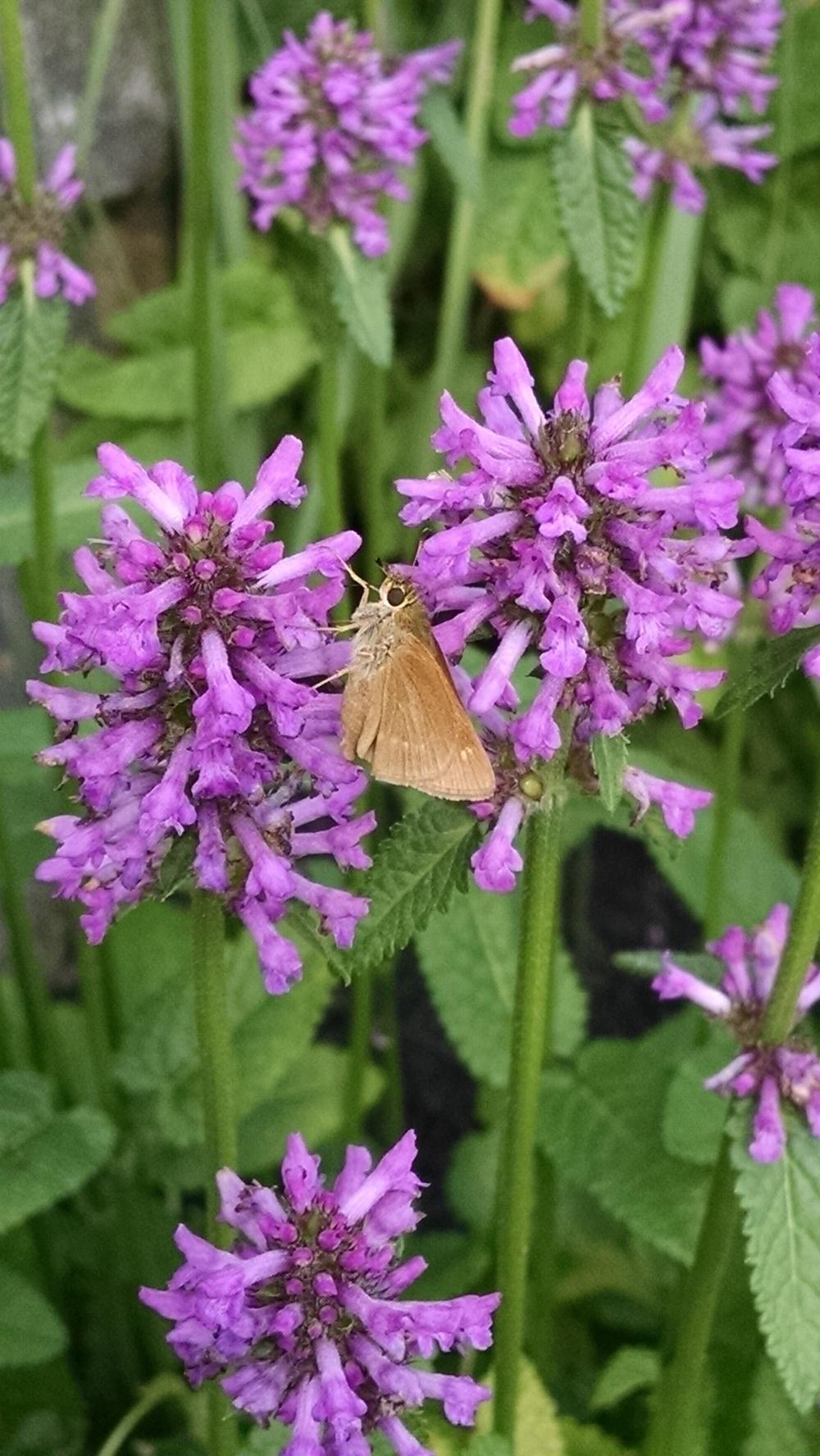 Lamb's Ears: Plant Care and Collection of Varieties - Garden.org