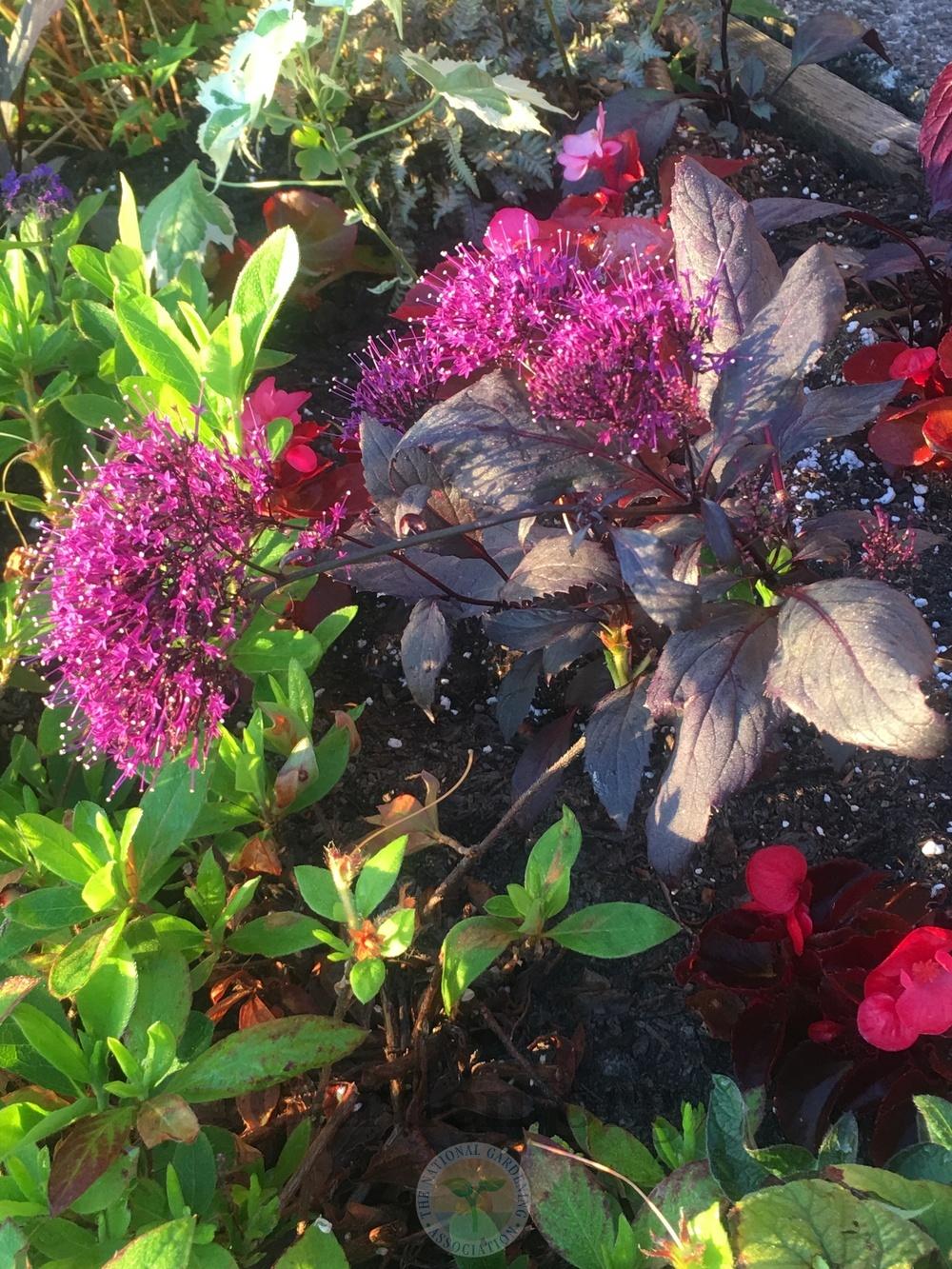 Photo of the entire plant of Blue Throatwort (Trachelium caeruleum ...