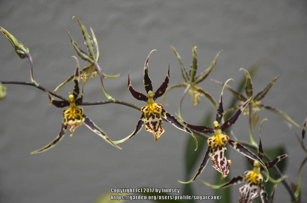 Orchid (Brassidium Golden Gamine 'White Knight') - Garden.org