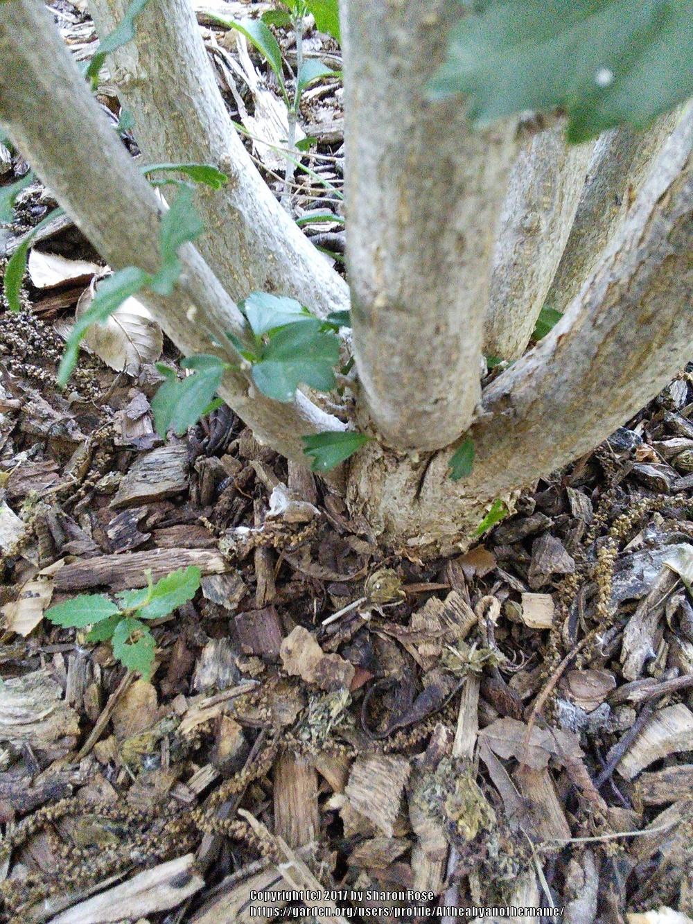 Old neglected Rose of Sharon in the Ask a Question forum - Garden.org