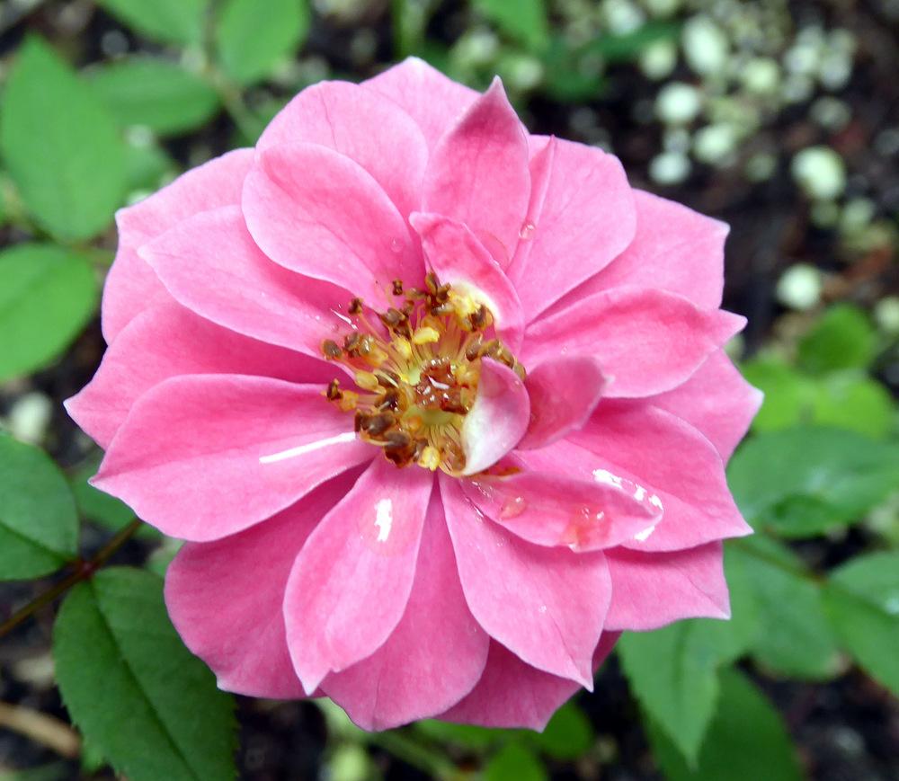 Rose (Rosa 'Renny') in the Roses Database - Garden.org