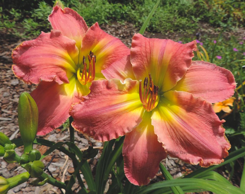 Daylily (Hemerocallis 'Patagonian Sunset') in the Daylilies Database ...
