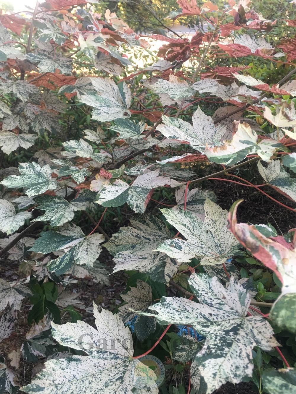 Photo of the leaves of Variegated Sycamore Maple (Acer pseudoplatanus ...