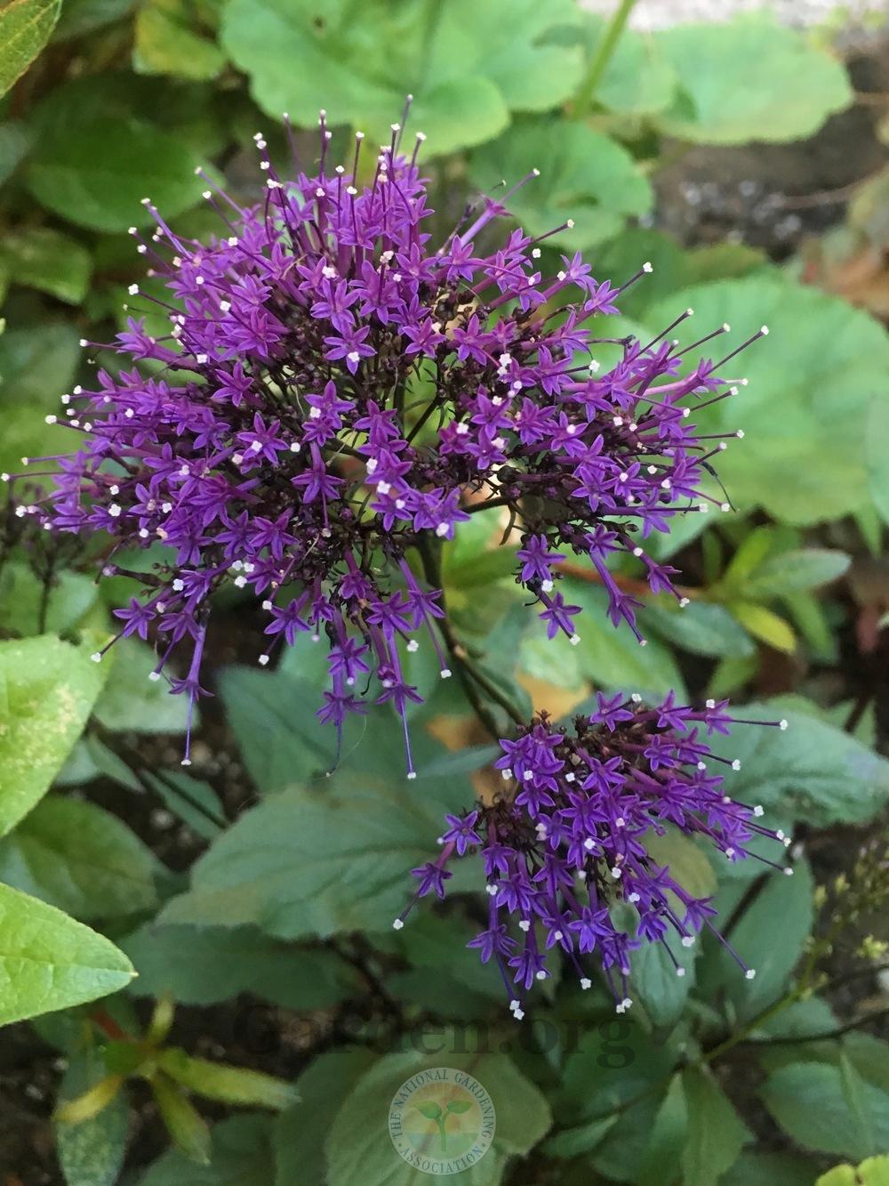 Trachelium caeruleum 'Lake Michigan Purple' - Garden.org