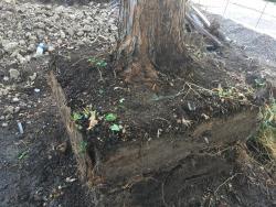 30 year old tree in a box in the Ask a Question forum - Garden.org