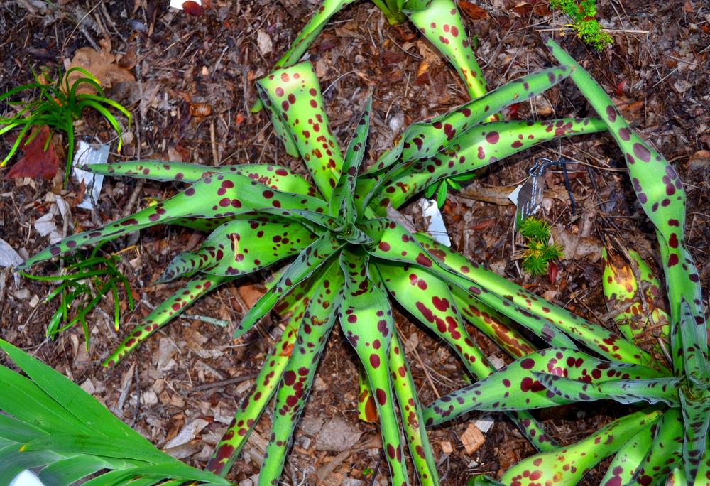 Century Plant (Agave 'Spot') in the Agaves Database - Garden.org
