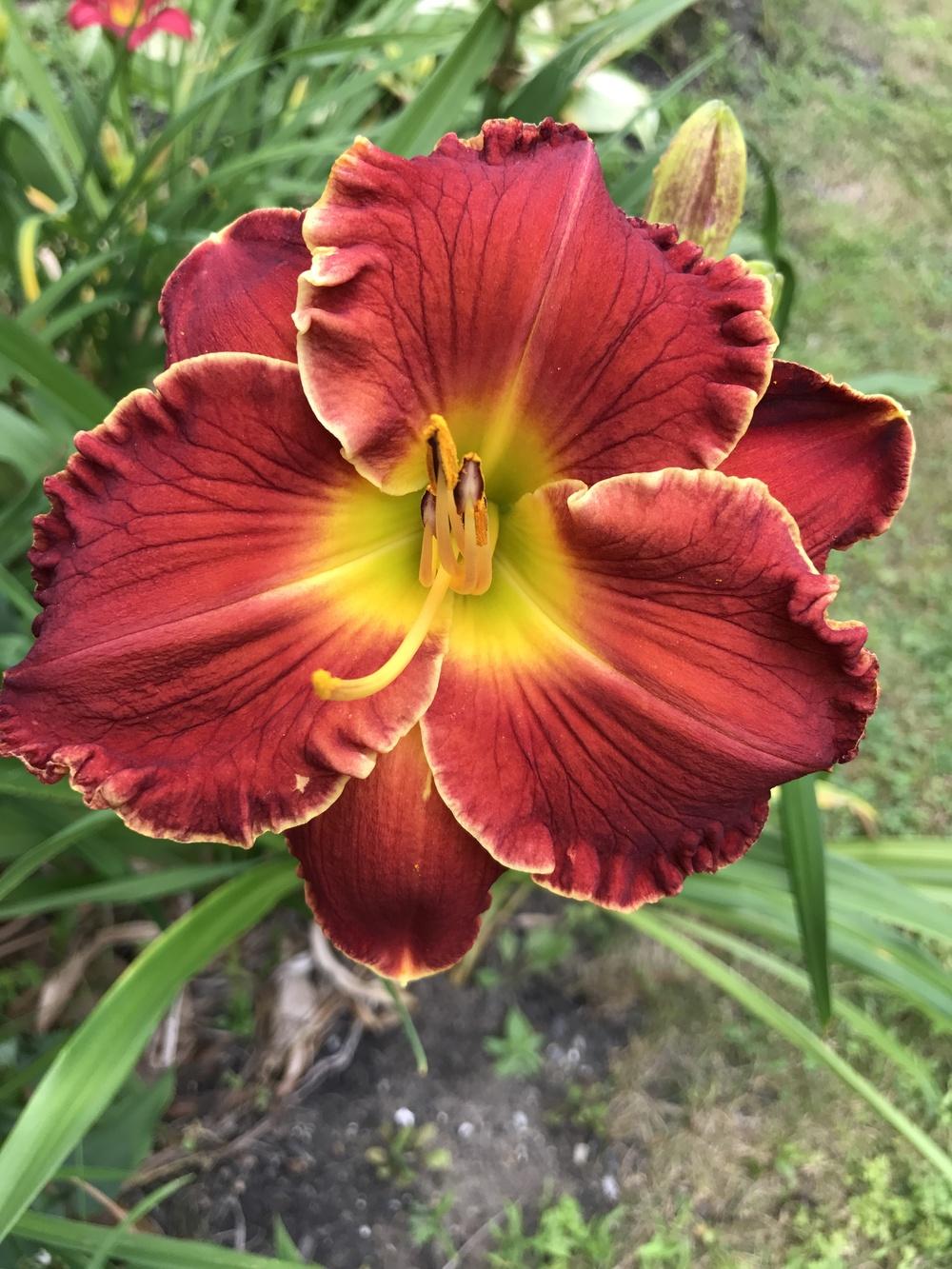 Photo of the bloom of Daylily (Hemerocallis 'Red Razzmatazz') posted by ...