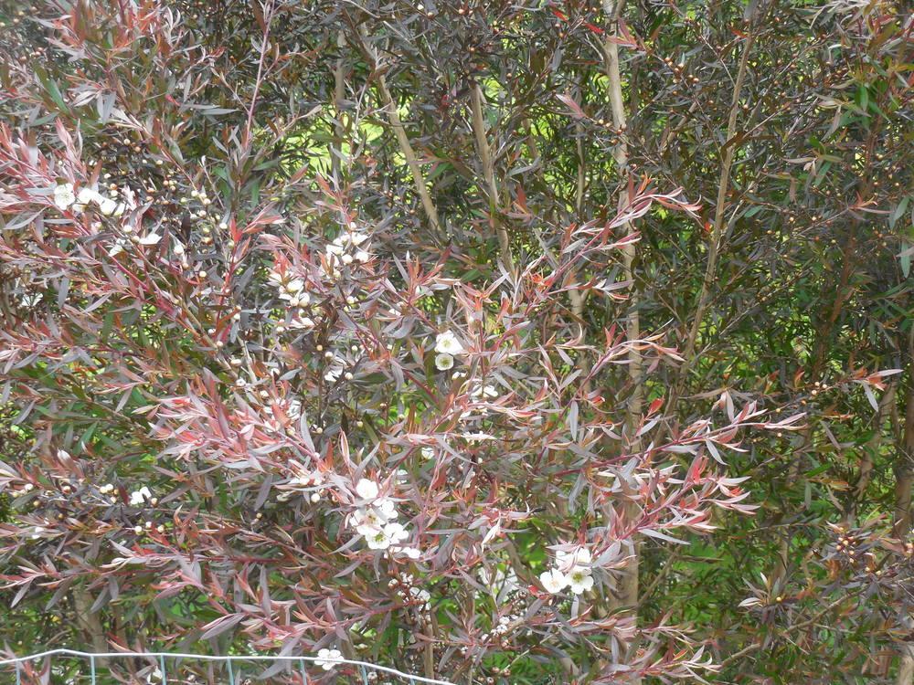 Tea Tree (Leptospermum 'Dark Shadows') - Garden.org