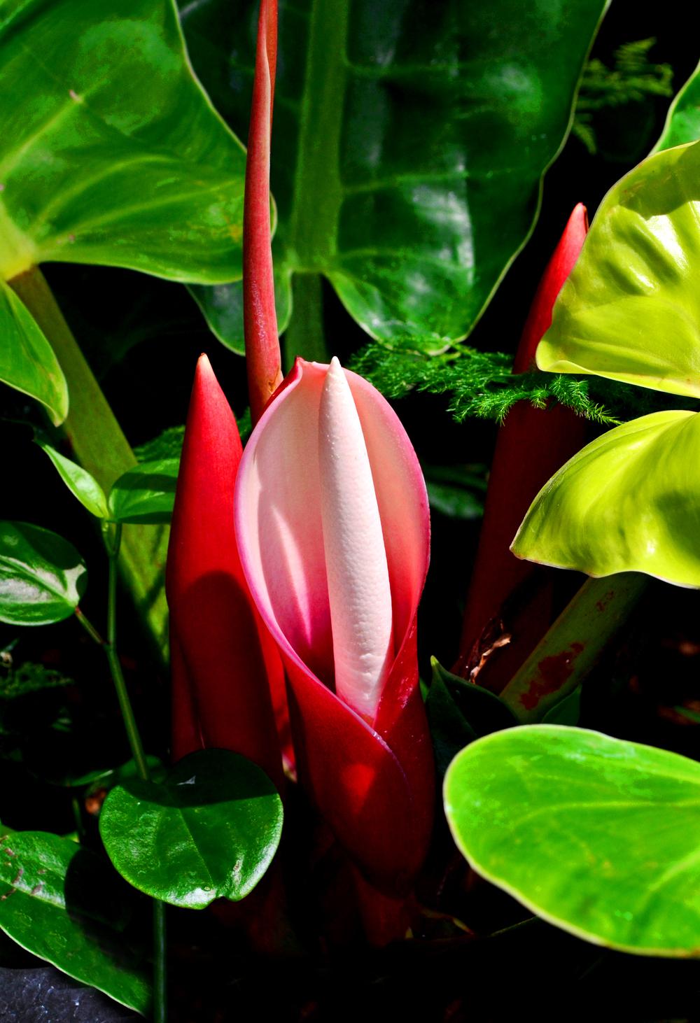Photo of the bloom of Philodendron 'Prince of Orange' posted by ...