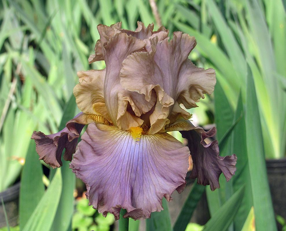 Tall Bearded Iris (Iris 'Foggy Morning') in the Irises Database ...