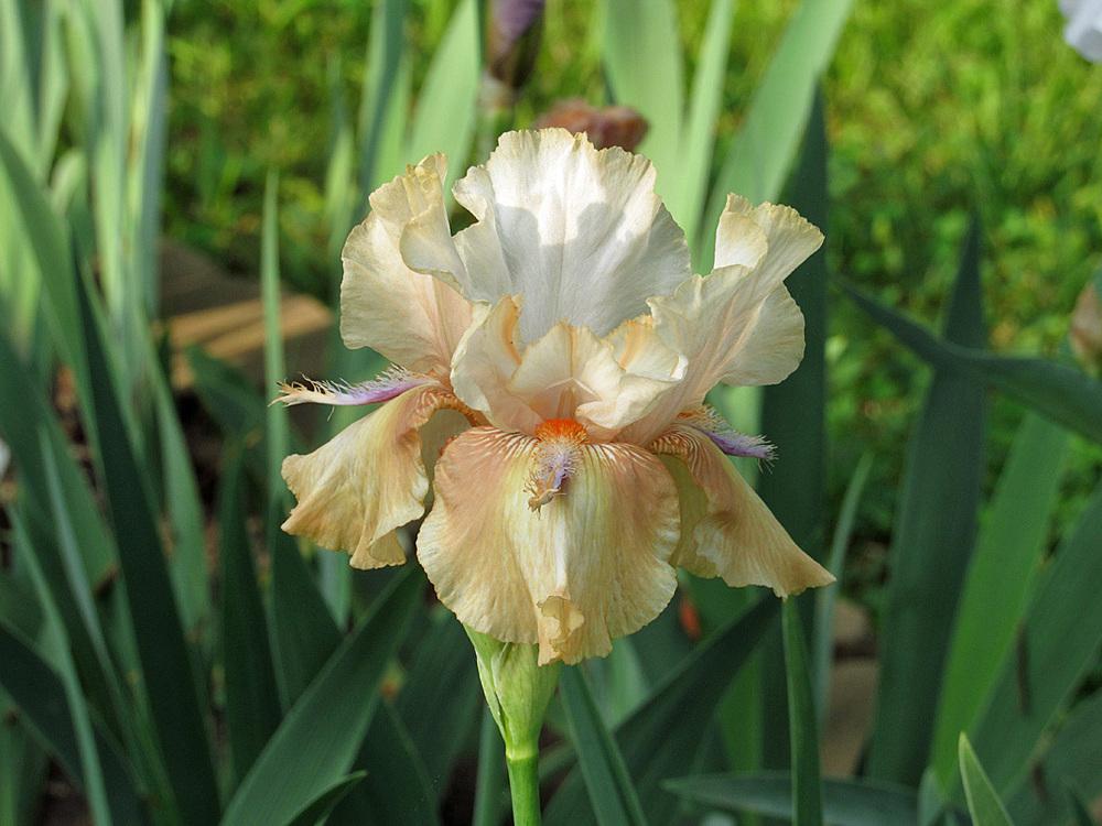 Tall Bearded Iris (Iris 'Pucker Power') in the Irises Database - Garden.org
