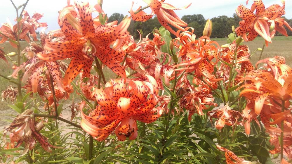 Photo of the bloom of Double Tiger Lily (Lilium lancifolium 'Flore ...