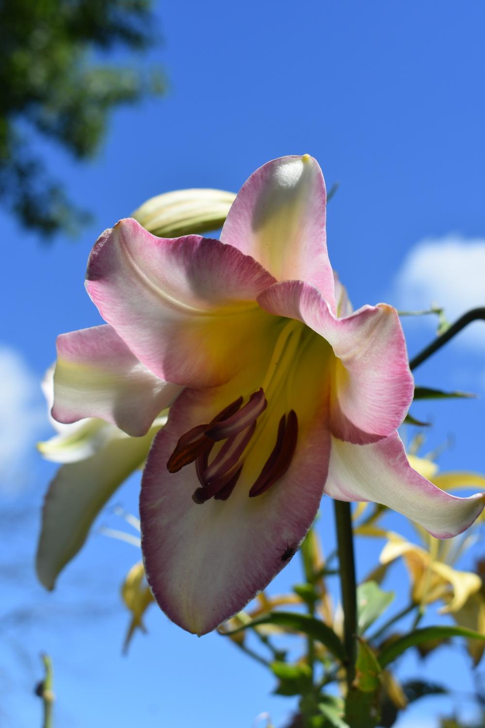 Photo of the bloom of Lily (Lilium 'Beijing Moon') posted by pixie62560 ...