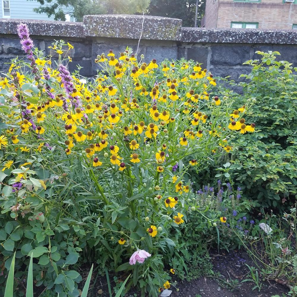Photo of the entire plant of Sneezeweed (Helenium flexuosum 'Tiny ...