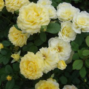 Rose (Rosa 'Doris Day') in the Roses Database - Garden.org