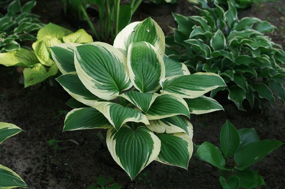 Hosta 'Dragon of the Seas' in the Hostas Database - Garden.org