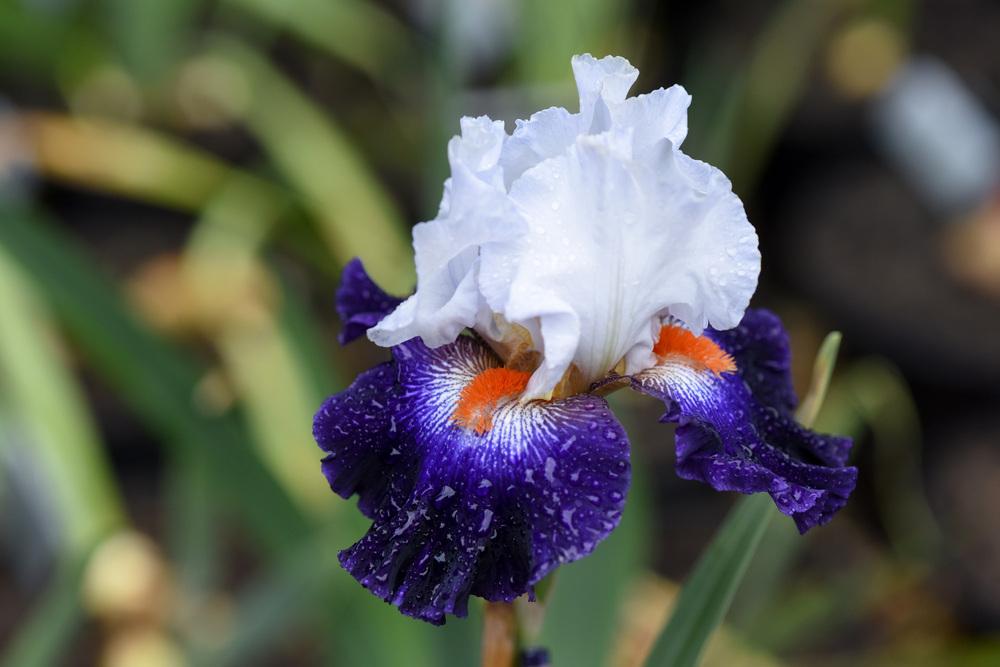 Photo of the bloom of Tall Bearded Iris (Iris 'Favorite Beau') posted ...