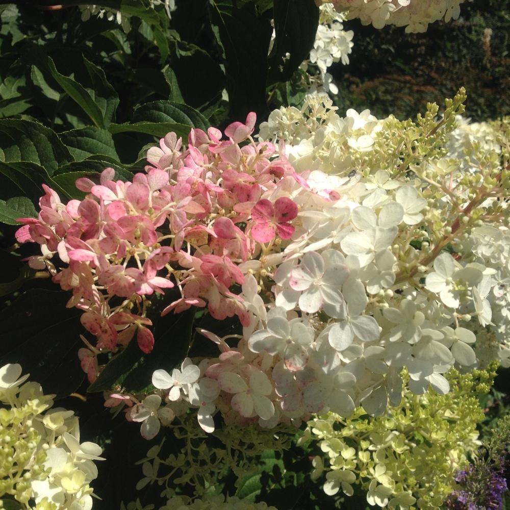 Photo of the bloom of Panicle Hydrangea (Hydrangea paniculata First ...