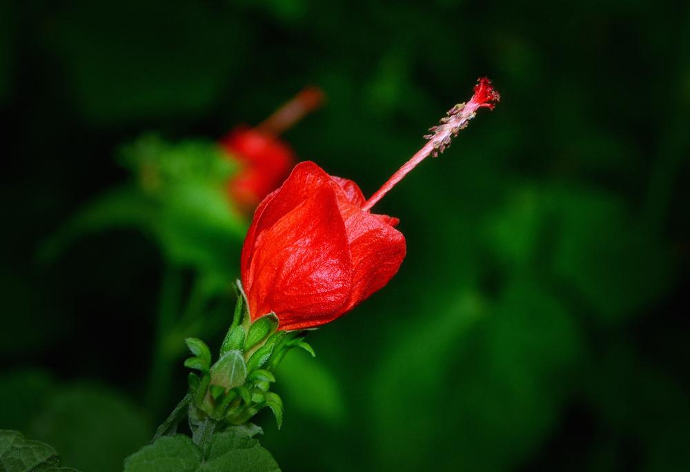 Photo of the bloom of Turk's Cap (Malvaviscus arboreus var. drummondii) posted by dawiz1753 ...
