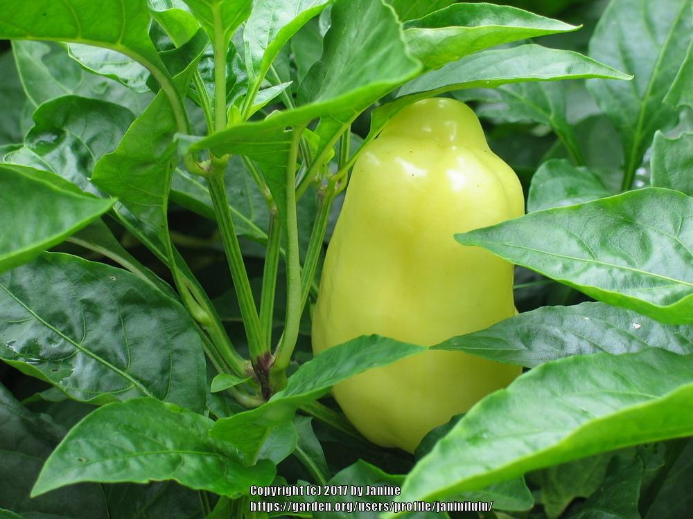 Bell Pepper (Capsicum annuum 'Diamond') in the Peppers Database ...