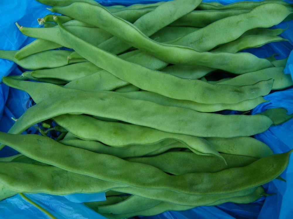 Snap Bean (String (Phaseolus vulgaris 'Algarve') in the Beans Database ...