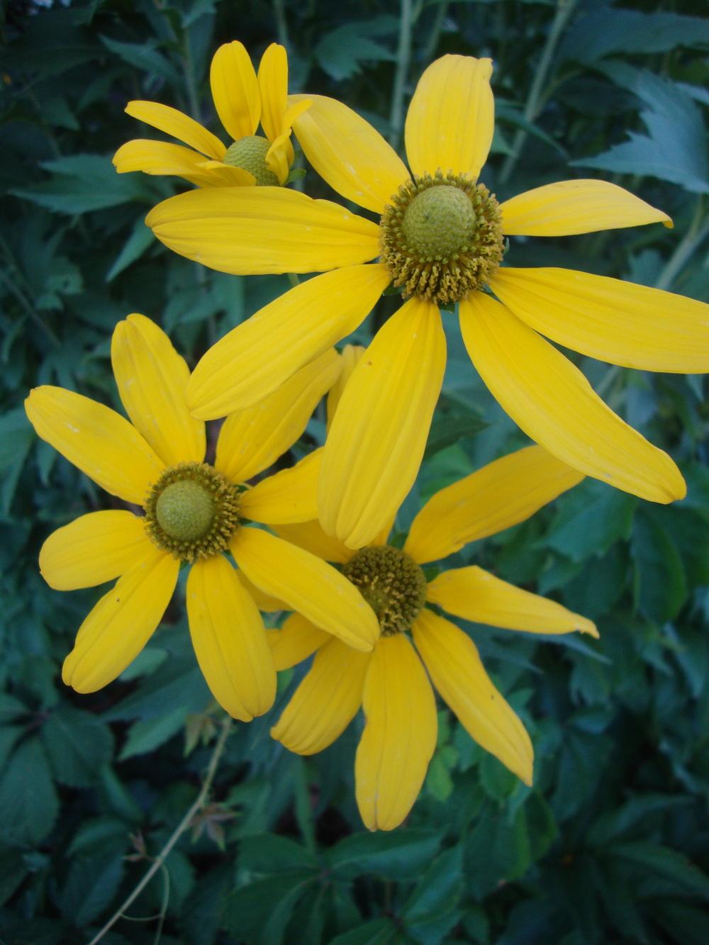 Photo of the bloom of Cutleaf Coneflower (Rudbeckia laciniata) posted ...