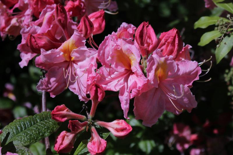 Exbury Azalea (Rhododendron 'Cecile') in the Rhododendrons Database ...