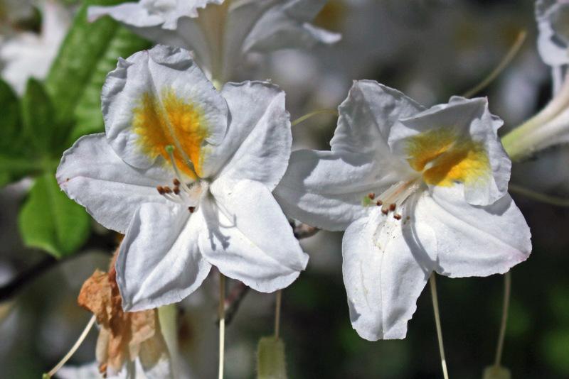 Azalea (Rhododendron 'Persil') in the Rhododendrons Database - Garden.org