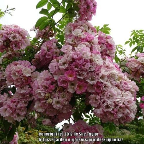 Rose (Rosa 'Blush Rambler') in the Roses Database - Garden.org