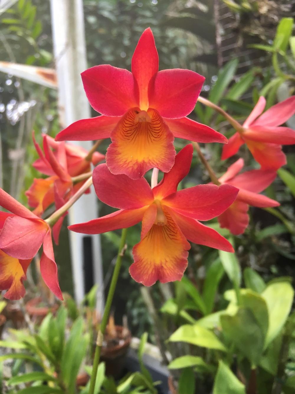 Orchid (Bromecanthe Jamaica Fire) - Garden.org