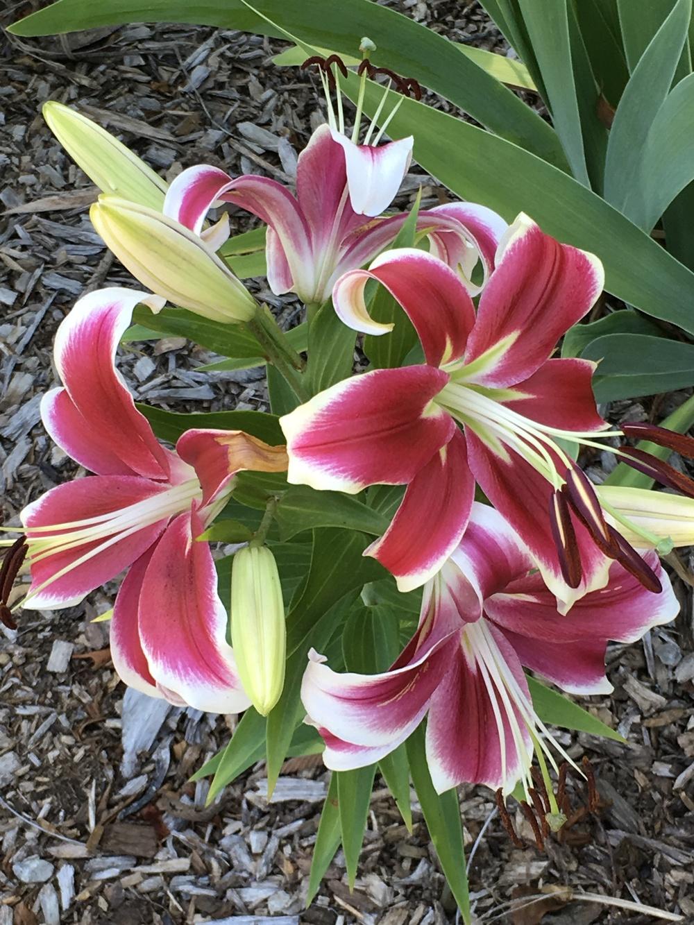 Photo of the bloom of Lily (Lilium 'Flashpoint') posted by Legalily ...
