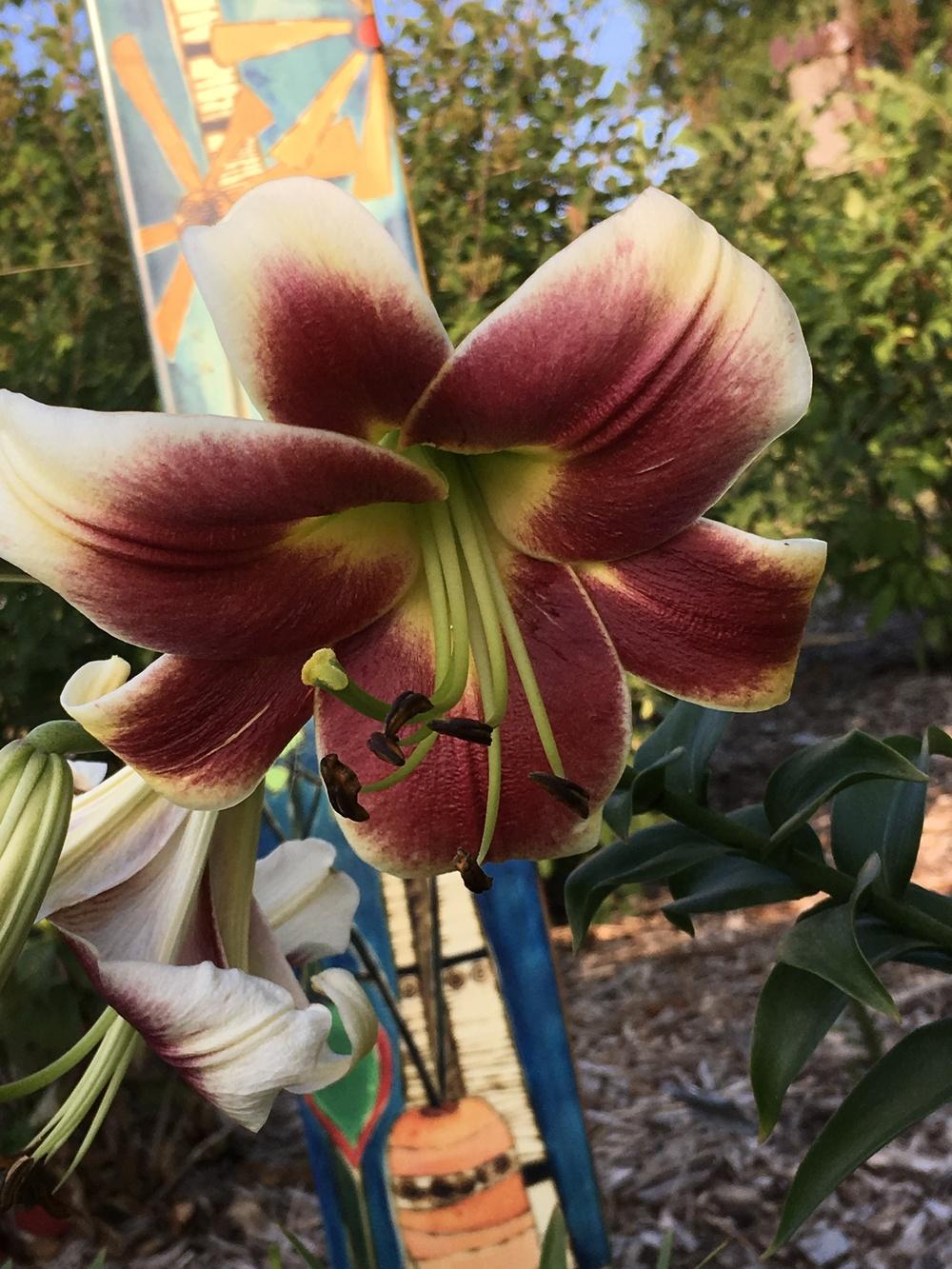 Lily (Lilium 'Red Morning') in the Lilies Database - Garden.org