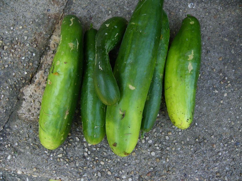 Cucumbers: Plant Care and Collection of Varieties - Garden.org