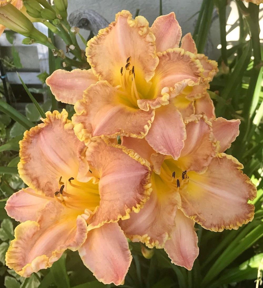 Daylily (Hemerocallis 'Darla Anita') in the Daylilies Database - Garden.org