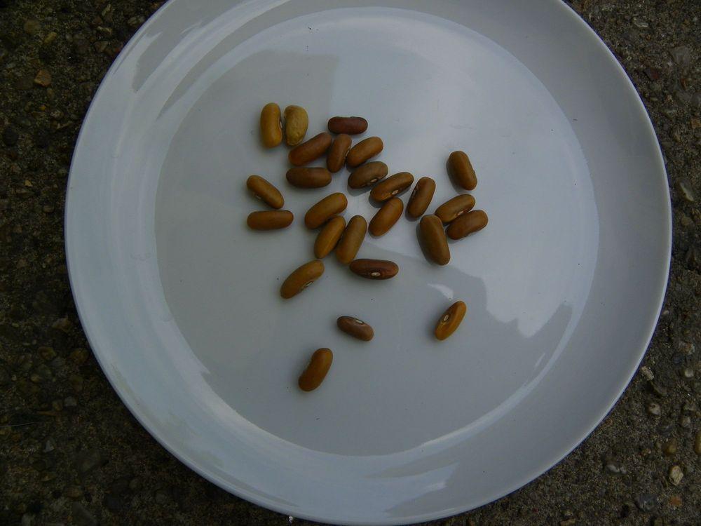 Photo of the seeds of Bean (Phaseolus 'Monte Gusto') posted by ...