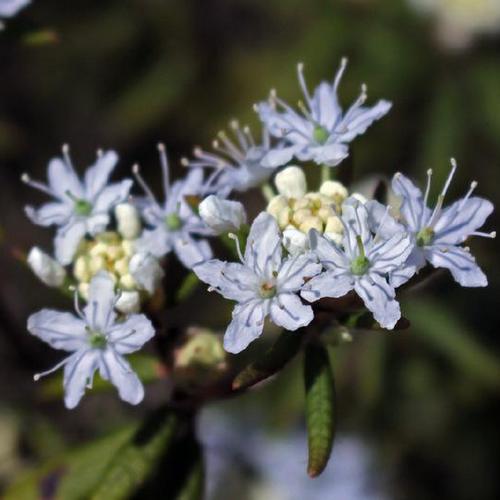 Labrador Tea (Rhododendron groenlandicum) in the Rhododendrons Database ...