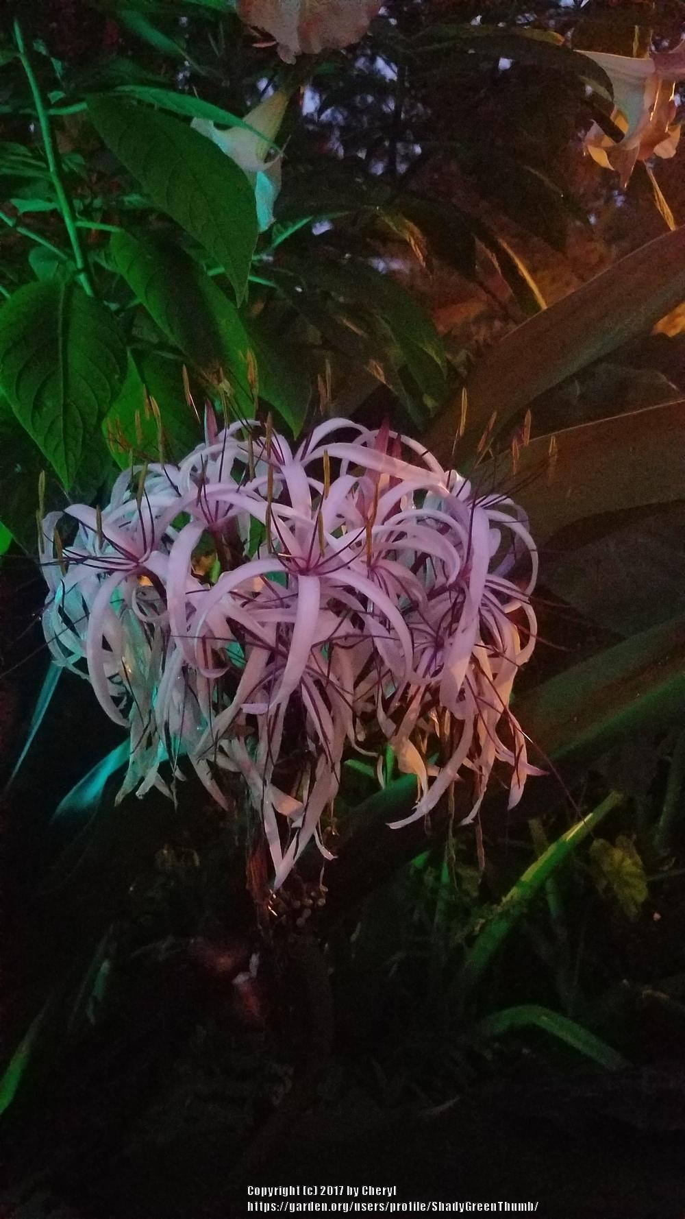 Photo of the bloom of Giant Spider Lily (Crinum x amabile) posted by ...