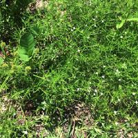 Photo of the habitat view of Rustweed (Polypremum procumbens) posted by ...