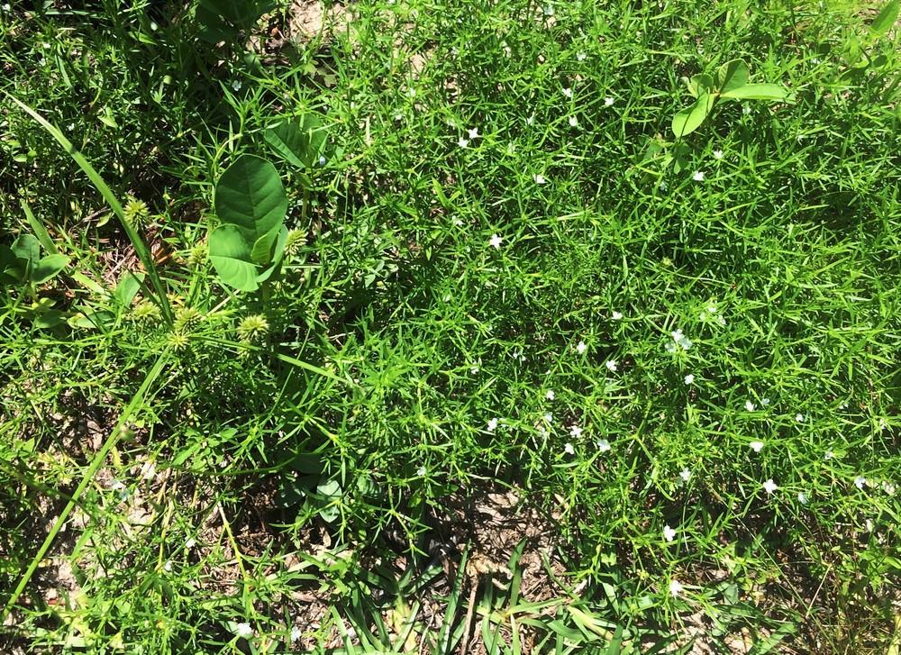 Photo of the habitat view of Rustweed (Polypremum procumbens) posted by ...